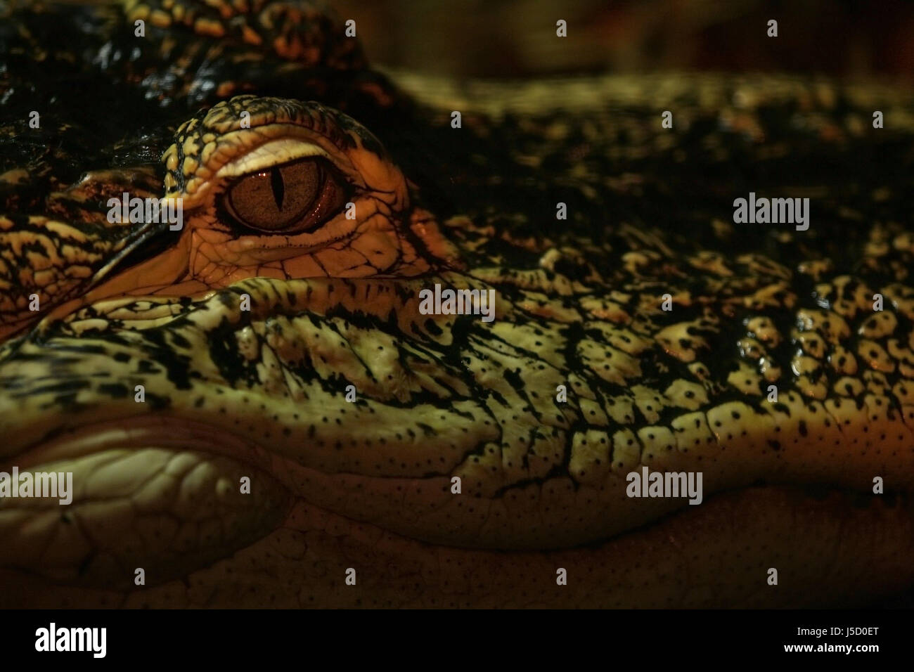 animal look glancing see view looking peeking looking at exotic ...