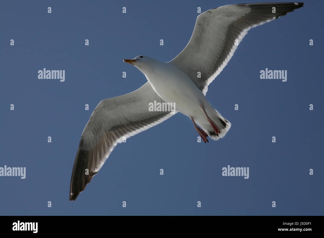 blue bird water north sea salt water sea ocean birds freedom liberty ...