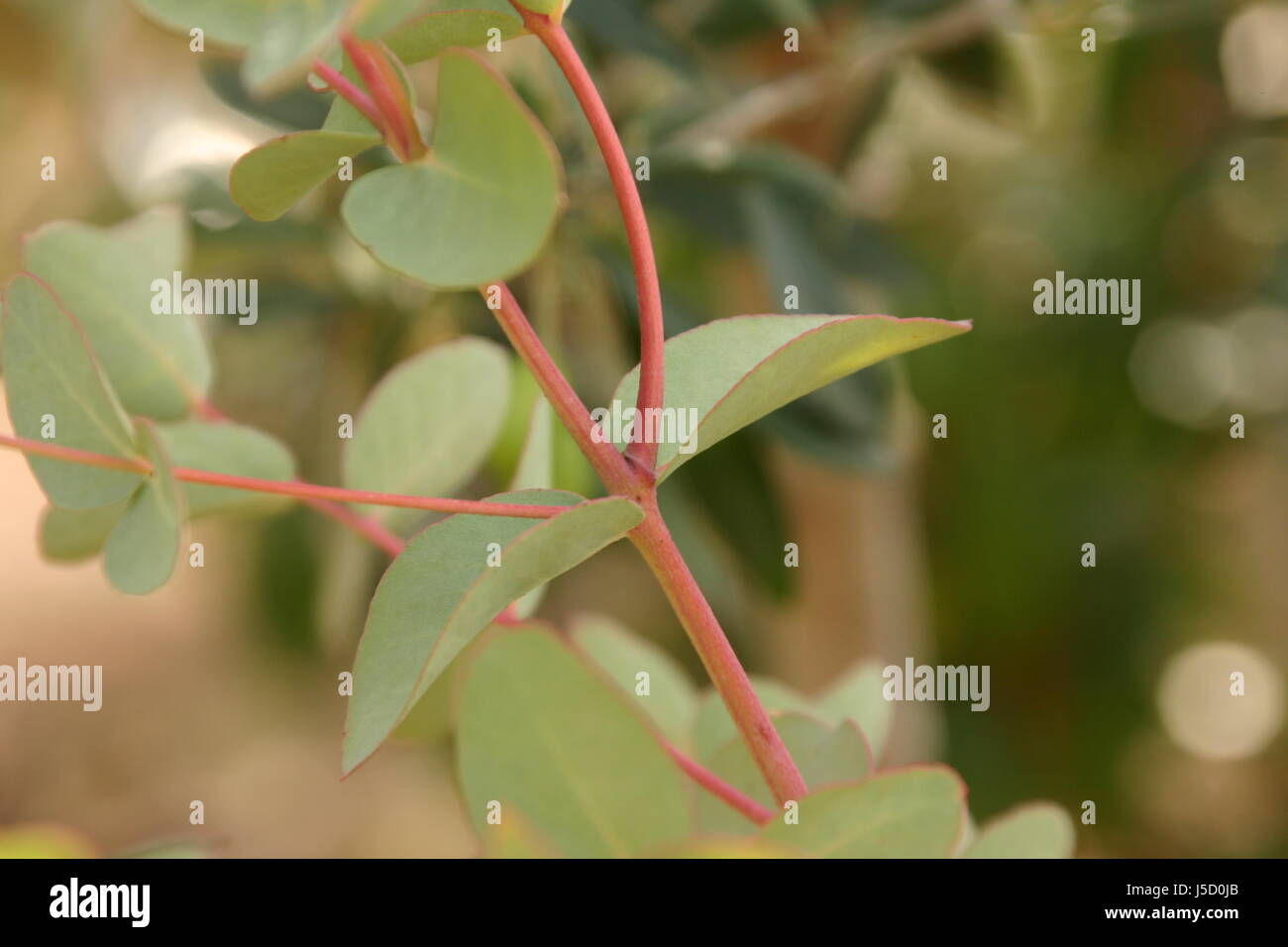 green branch stalk shrub stem vegetation eucalyptus young younger red ...