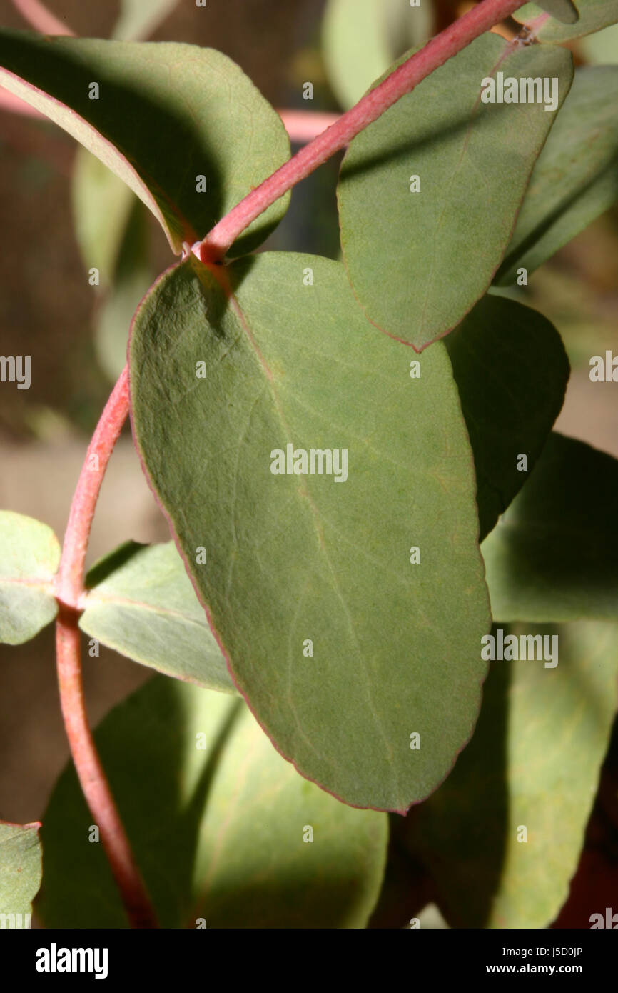 leaf green leaves branch stalk shrub stem vegetation eucalyptus young ...