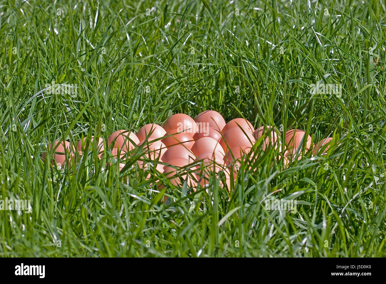 holiday green agriculture farming easter spring nest easter egg hide ...