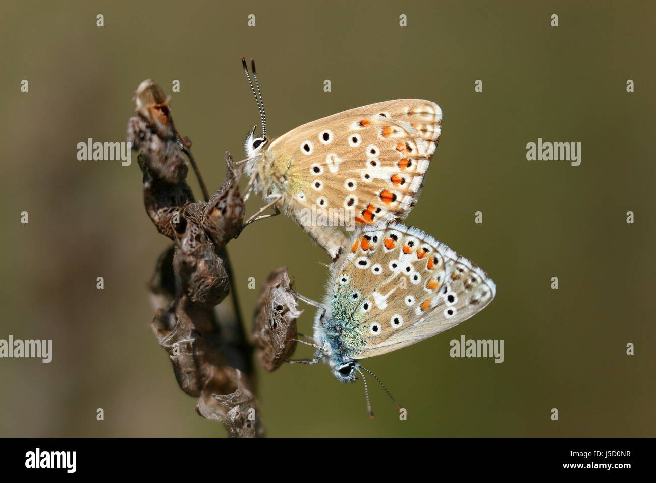 flower plant insects butterfly wedding marriage marriage ceremony ...