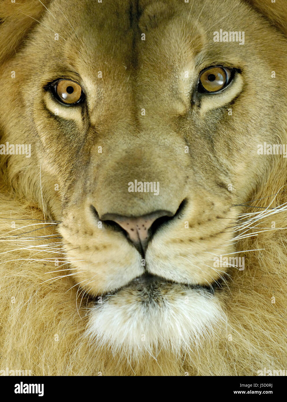 Rex the lion hi-res stock photography and images - Alamy