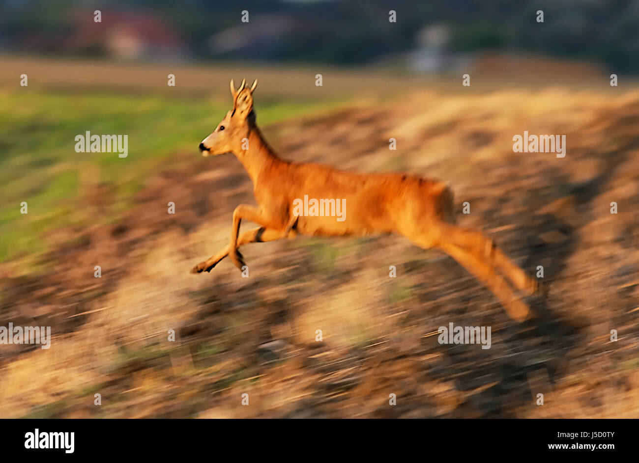 motion postponement moving movement animal wild field buck spring ...