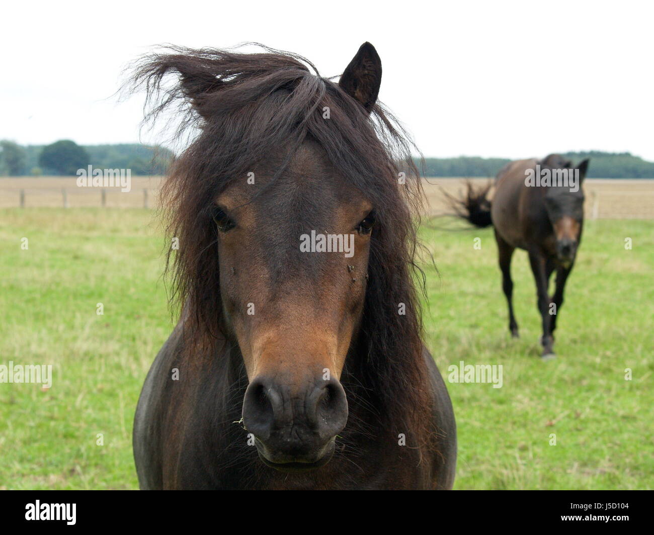 ride horse look glancing see view looking peeking looking at pony ...