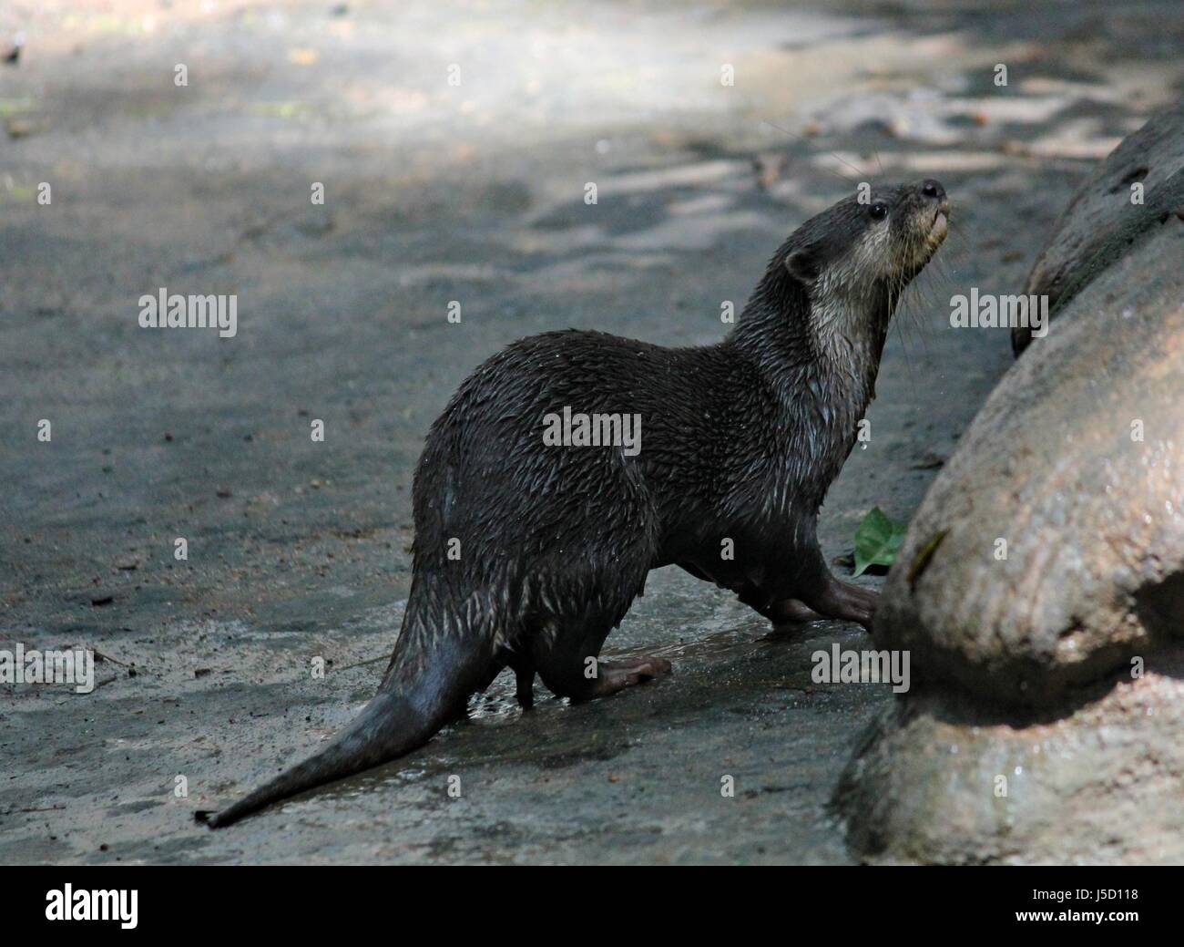 sea otter Sea otter, a marine mammal is considered an endangered ...
