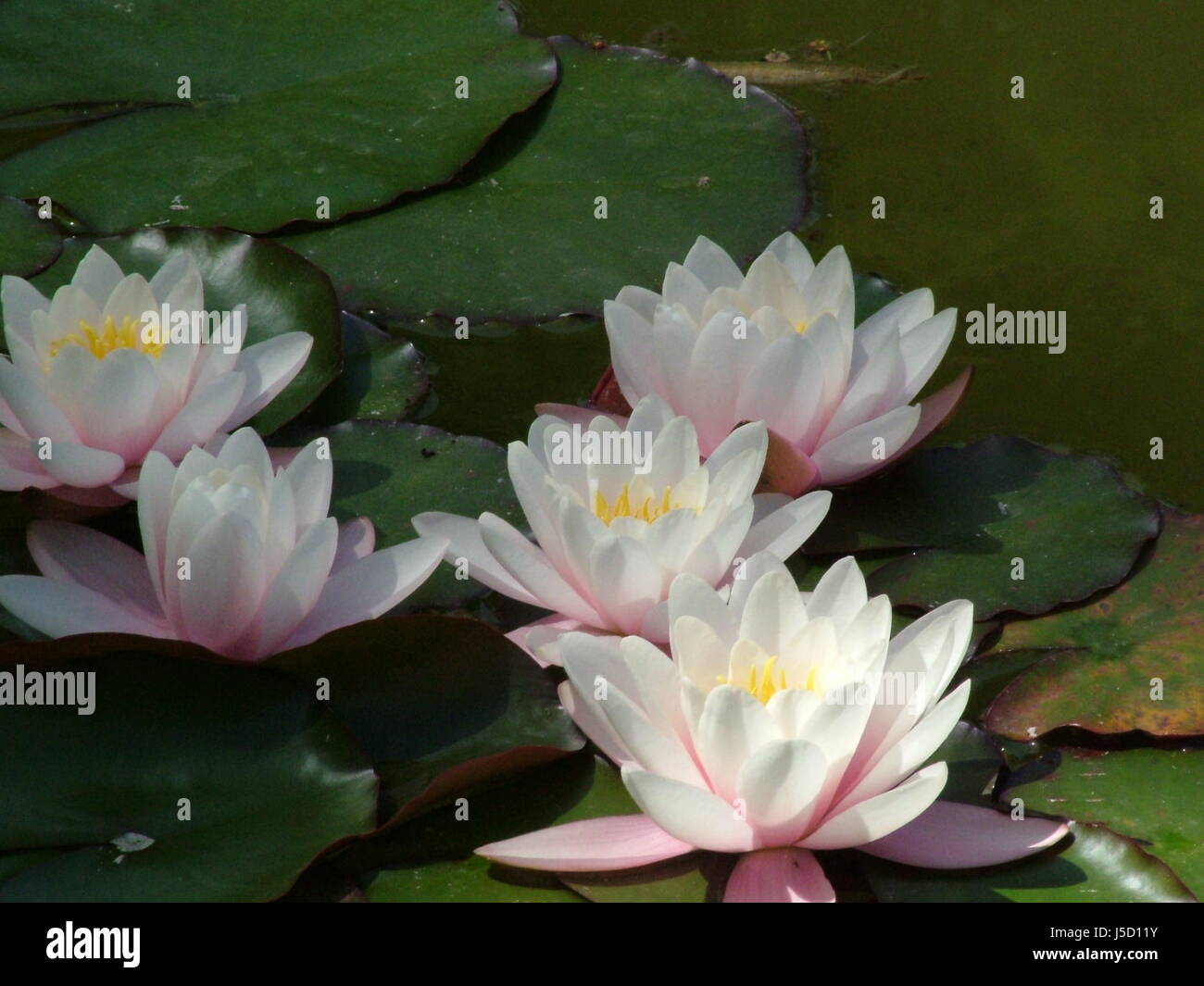 flower rose plant water lily aquatic plant fresh water pond water ...