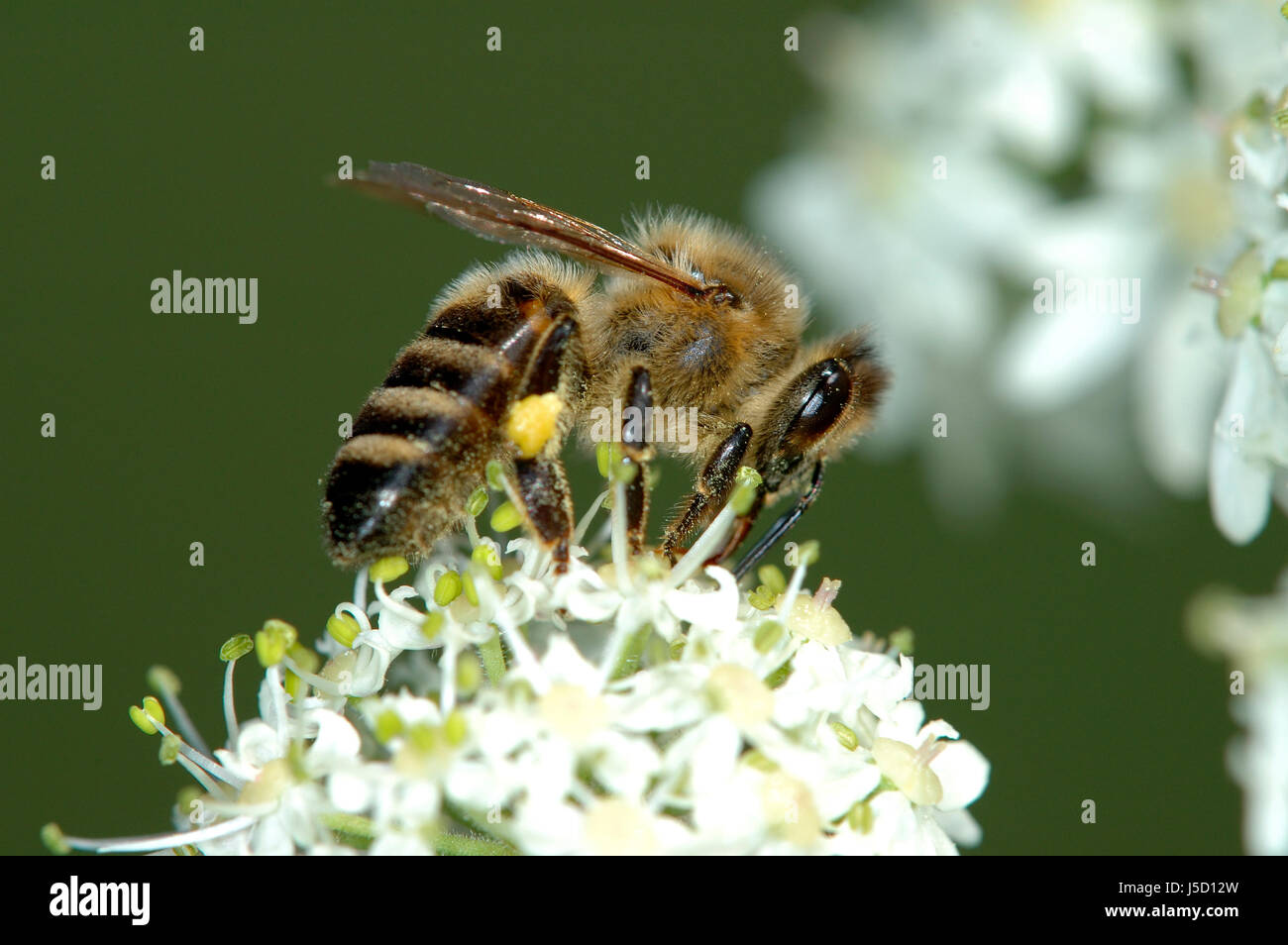 environment enviroment plant animal insect insects animals conservation ...