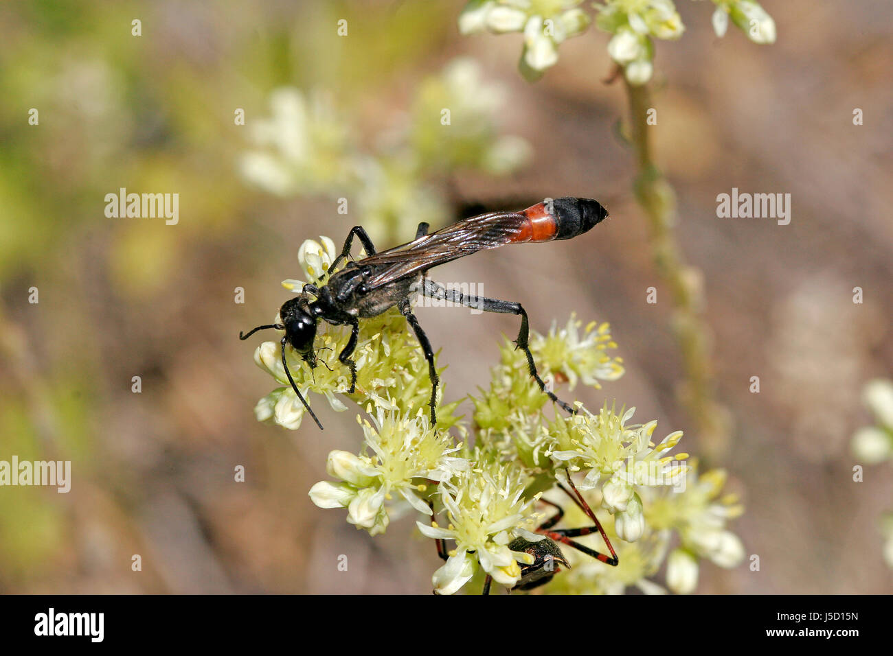 insects wasp wasps ammophila sabulosa sandwespe bltenbesuch ...