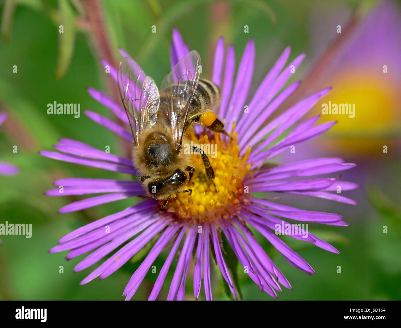 insects bees honeybee insect bee apis mellifica honigbiene aster novae ...