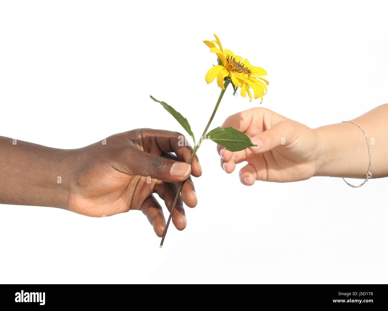 woman hand hands friendship finger connected flower plant bloom blossom ...