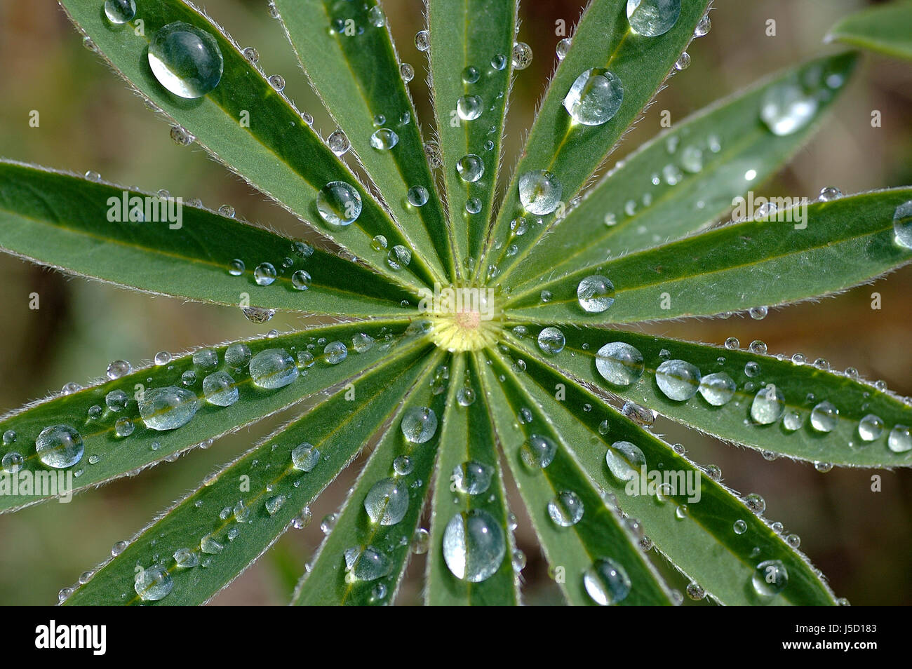 garden green raindrop flora spring dew dewdrop lupin plant gardens ...
