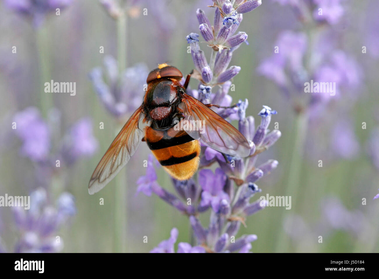 flies insects fly lavender volucella ianis schwebfliege fly insects ...