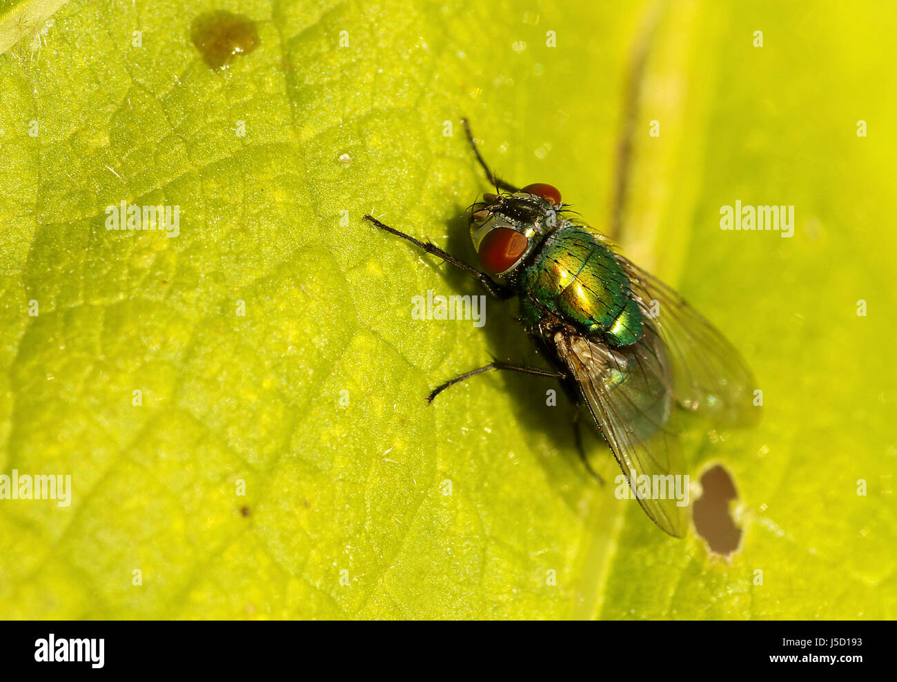 insects iridescent varmint fly flies flys flying bluebottle insecta ...