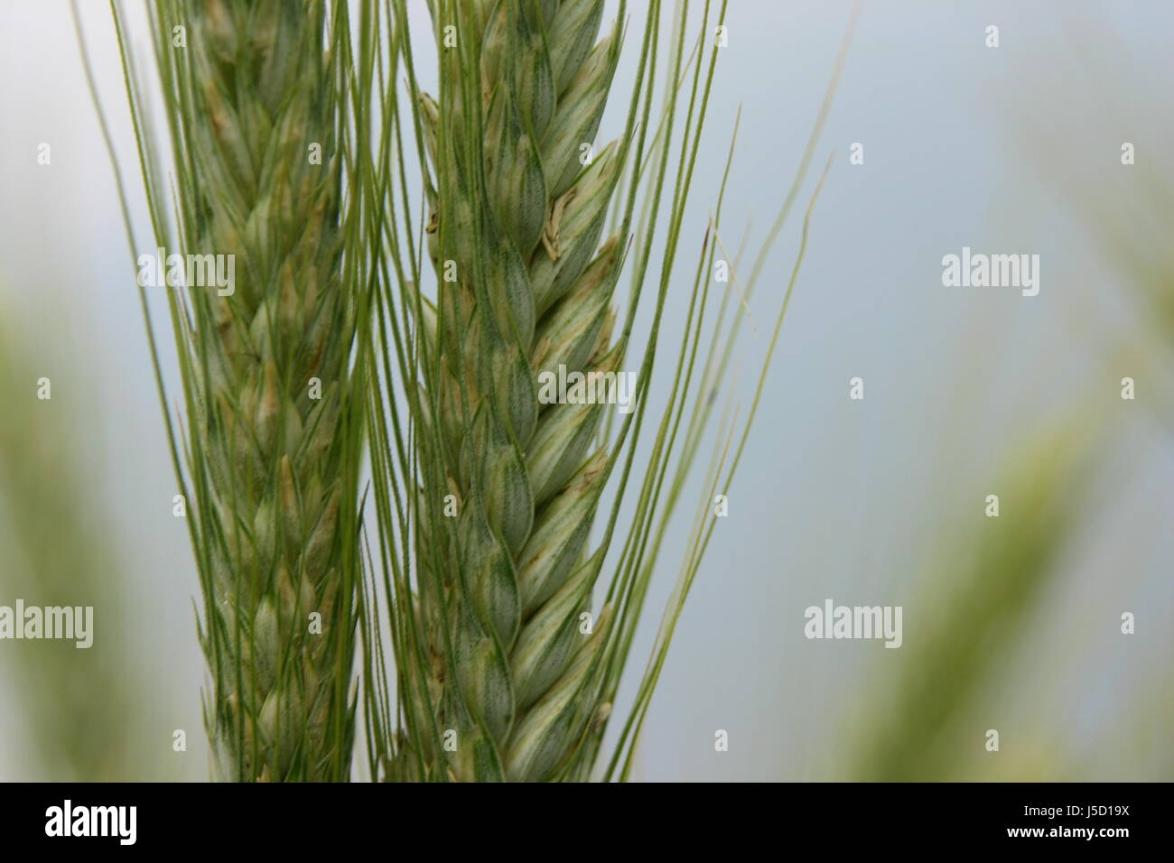 bread drinks field grain acre wheat flour grind barley cultivation ...