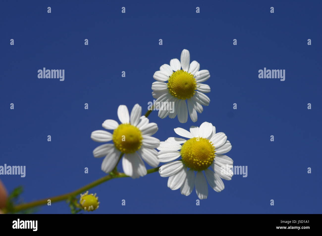 blue flower flowers plant three daisy firmament sky into yellow ...