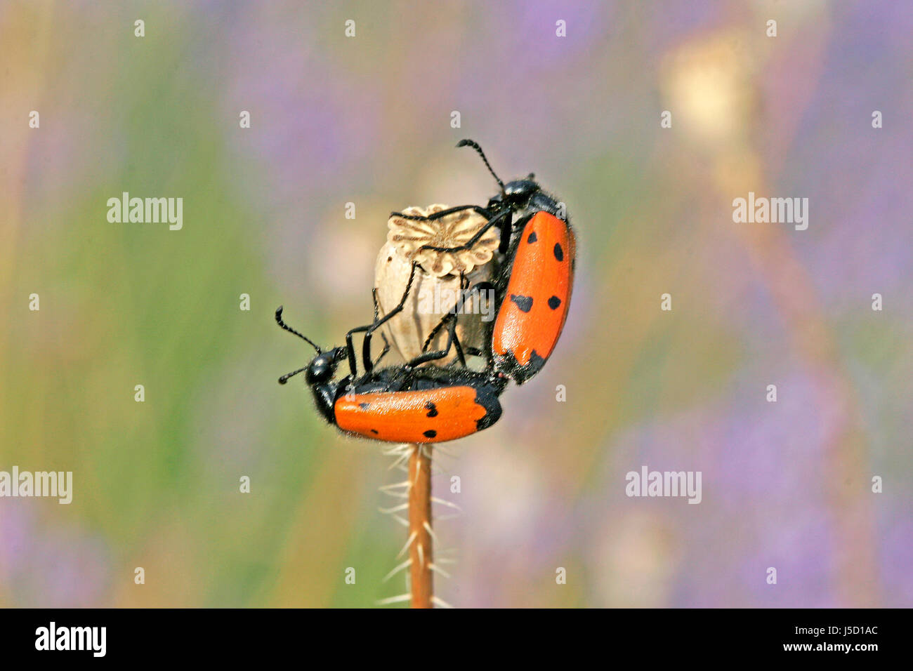 insects beetle copula mating mate mylabris quadripunctata vierpunktiger ...