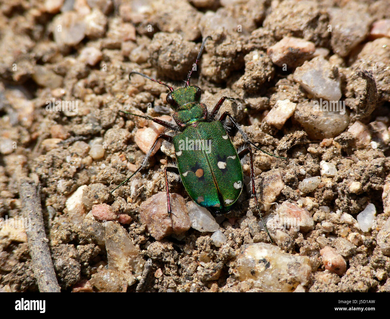 insects ground soil earth humus beetle topsoil cicindela campestris ...