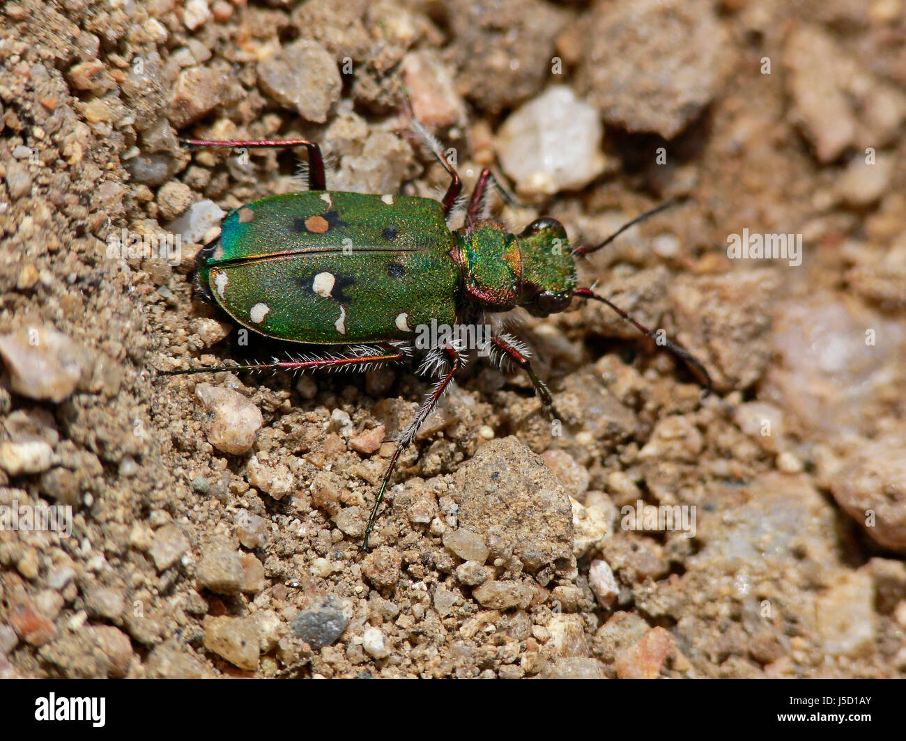 insects ground soil earth humus beetle topsoil cicindela campestris ...