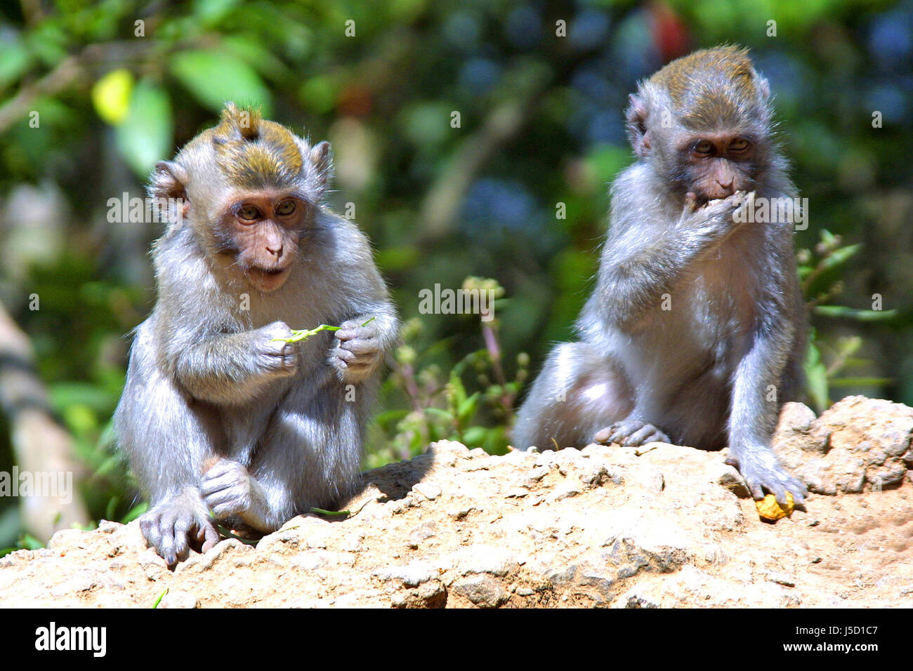 two little monkeys Stock Photo - Alamy