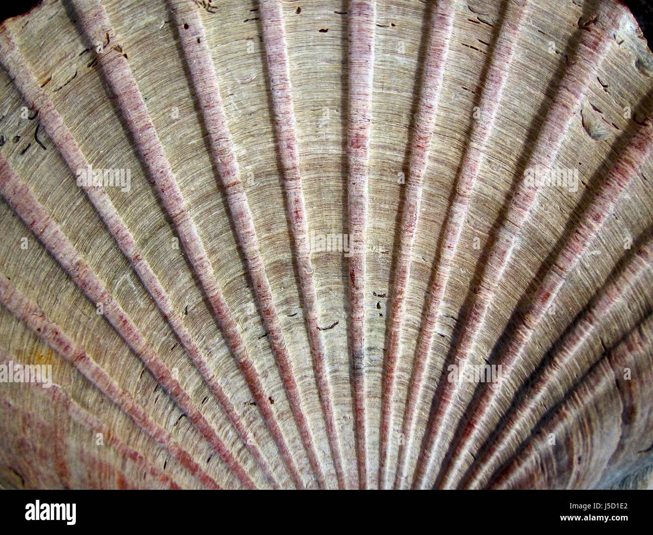 Corrugated shell hi-res stock photography and images - Alamy