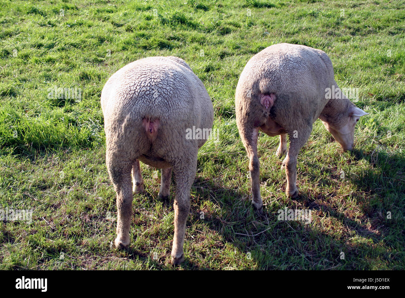 female pets sheep farming tail to gorge engulf devour herd rear part ...