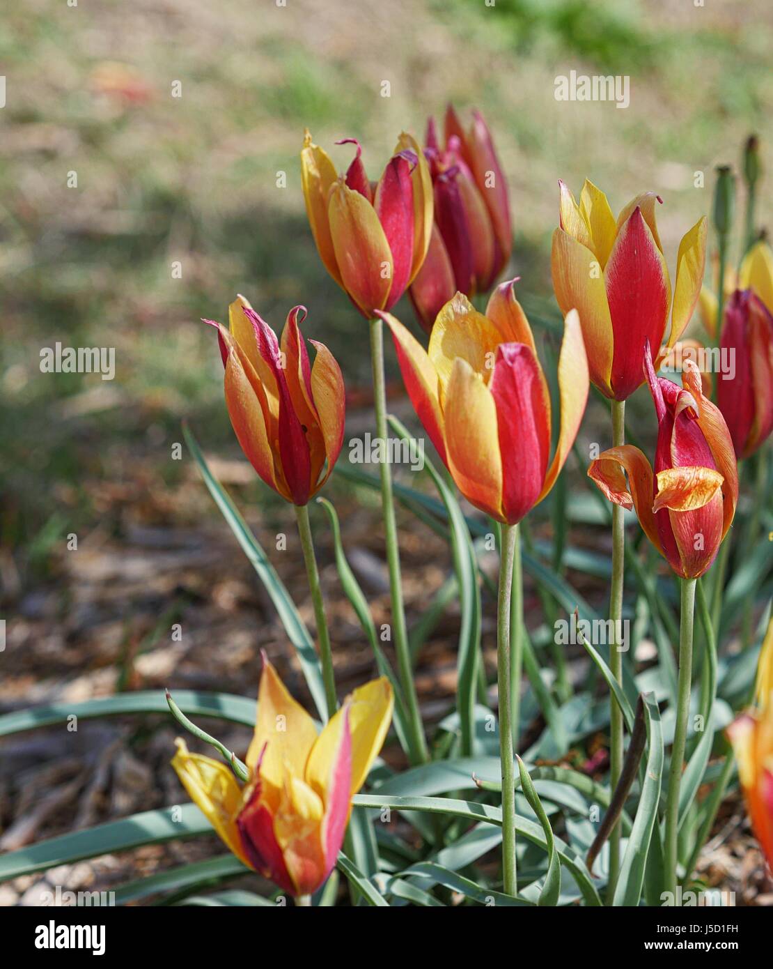 Flowers in bloom Red and yellow flowers in full bloom in the garden ...