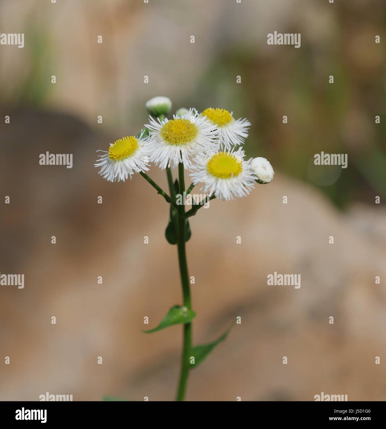 A clump of white everlasting flowers, sideview Small everlasting ...