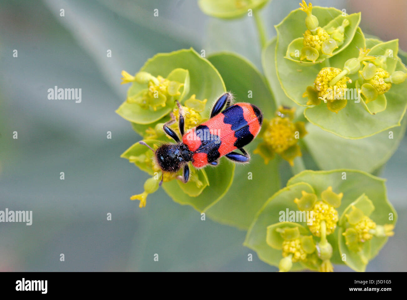 Trichodes apiarius beetles hi-res stock photography and images - Alamy