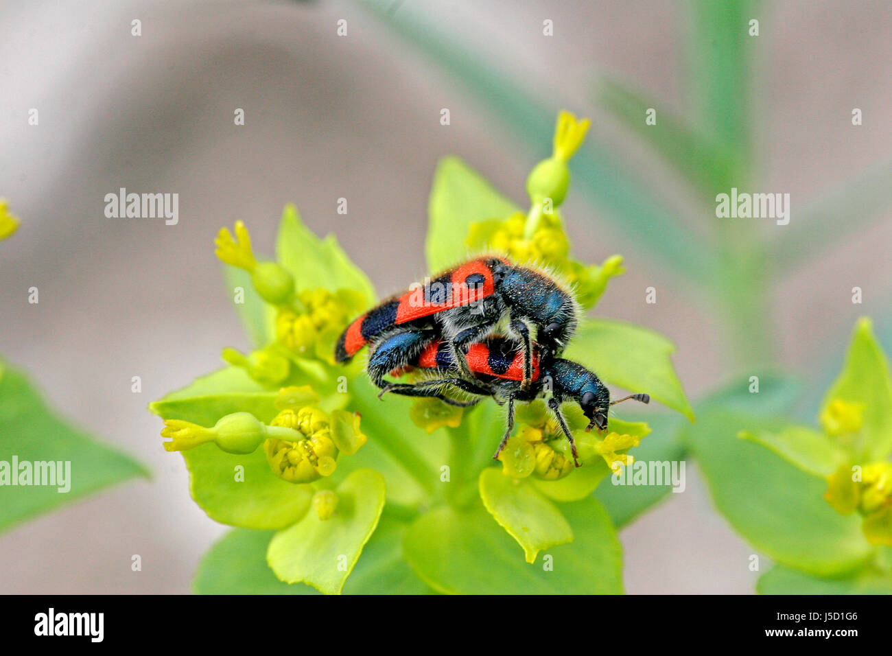insects beetle copula mating mate beetle beetles insect trichodes ...