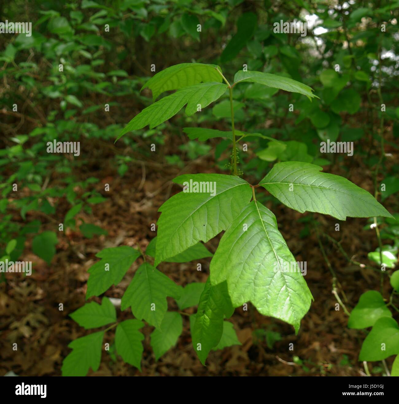 Poison ivy scattered in the forest floor Close-up of poison ivy plant ...