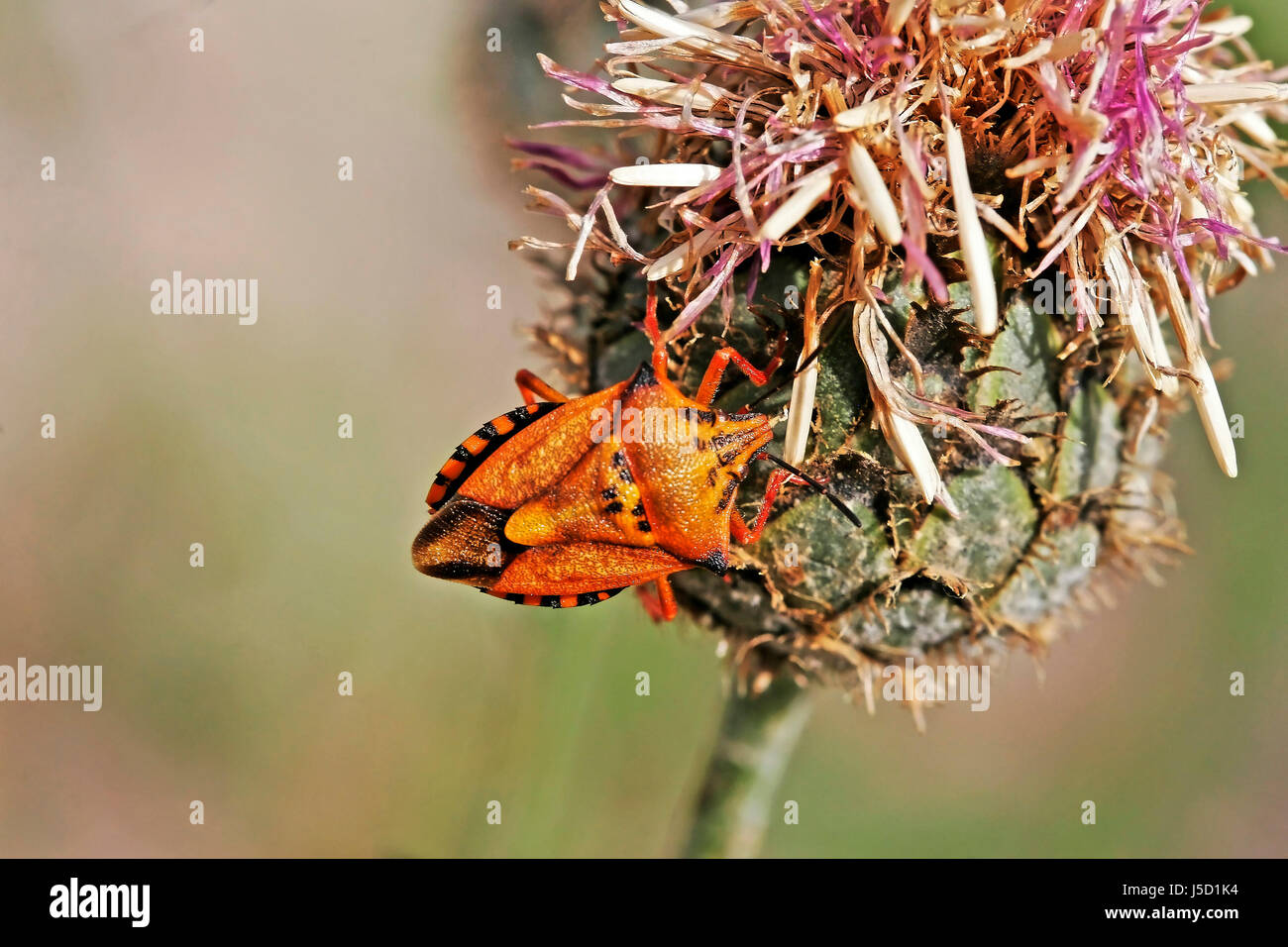 insects bug bugs carpocoris mediterraneus baumwanze insekten wanzen ...