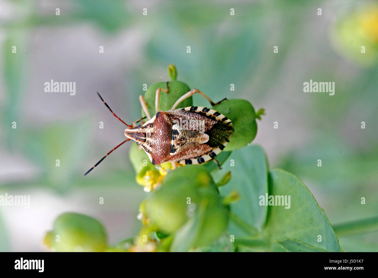 insects bug bugs codophila varius fleckenwanze insekten wanzen wanze ...