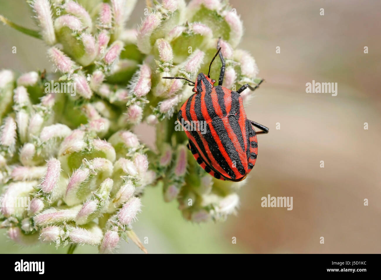 insects bug bugs graphosoma lineatum streifenwanze bug bugs insects ...