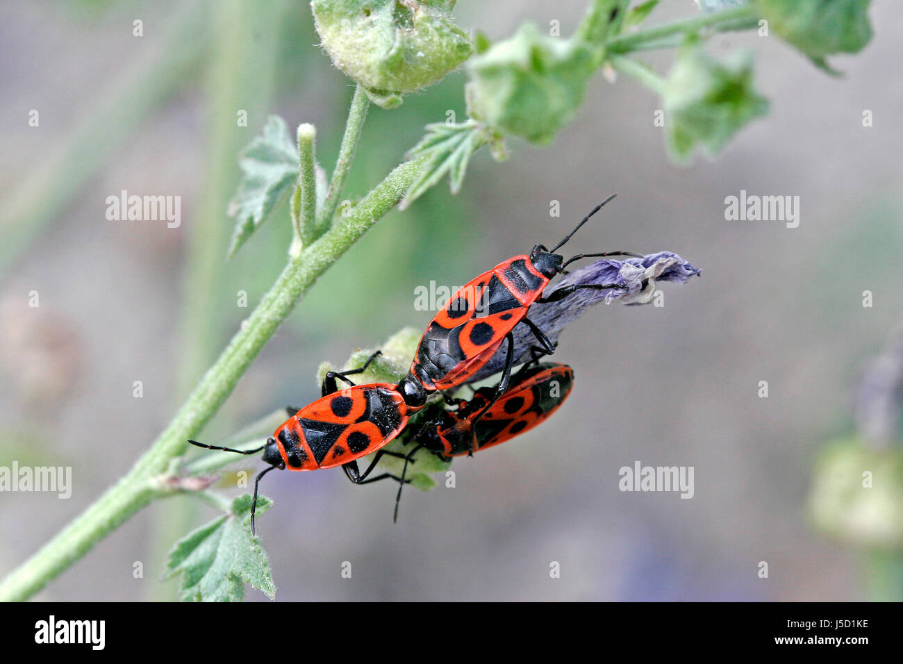 Rote wanze hi-res stock photography and images - Alamy