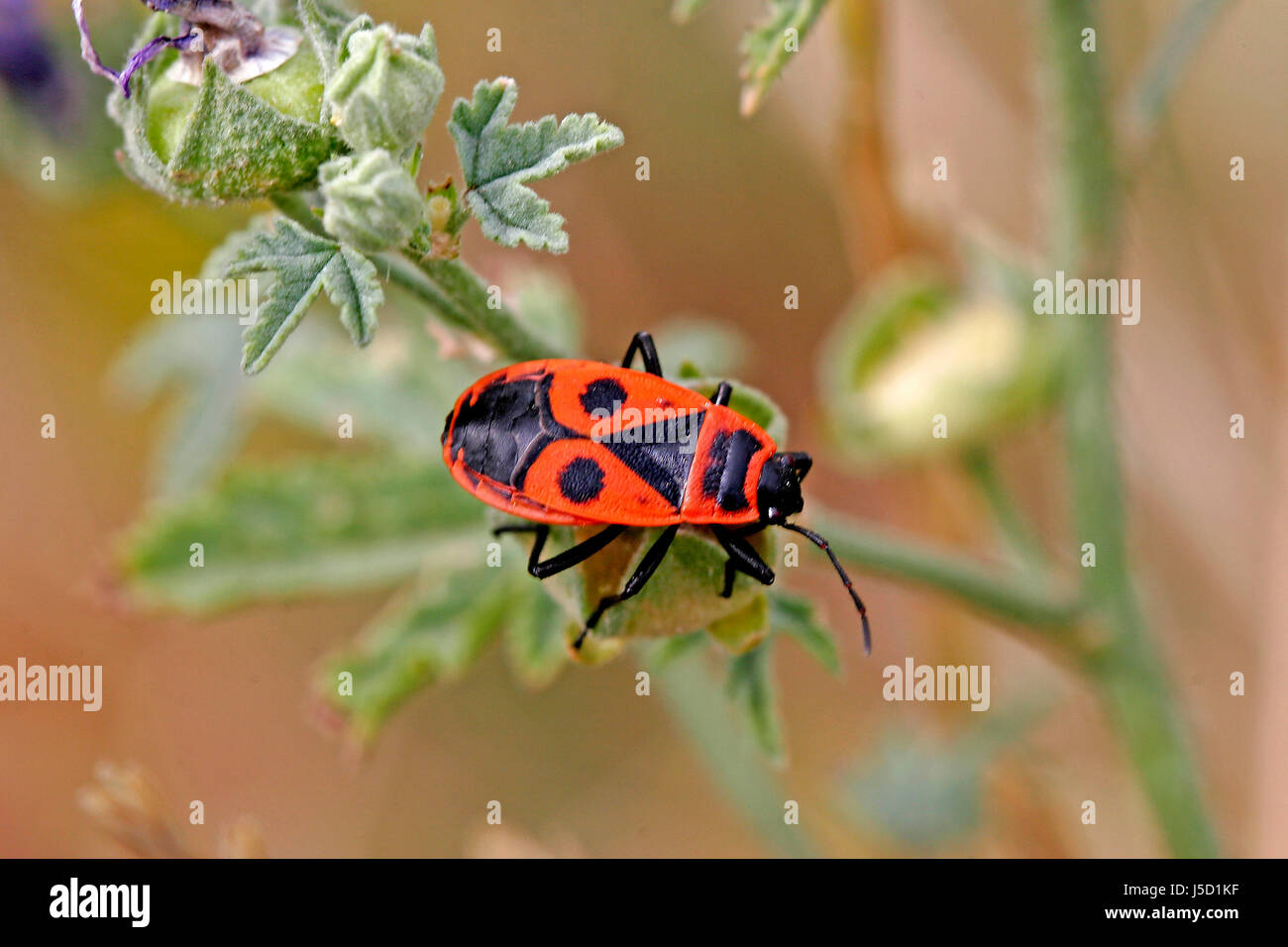 insects bug bugs pyrrhocoris apterus feuerwanze feuer-wanze rote wanze ...