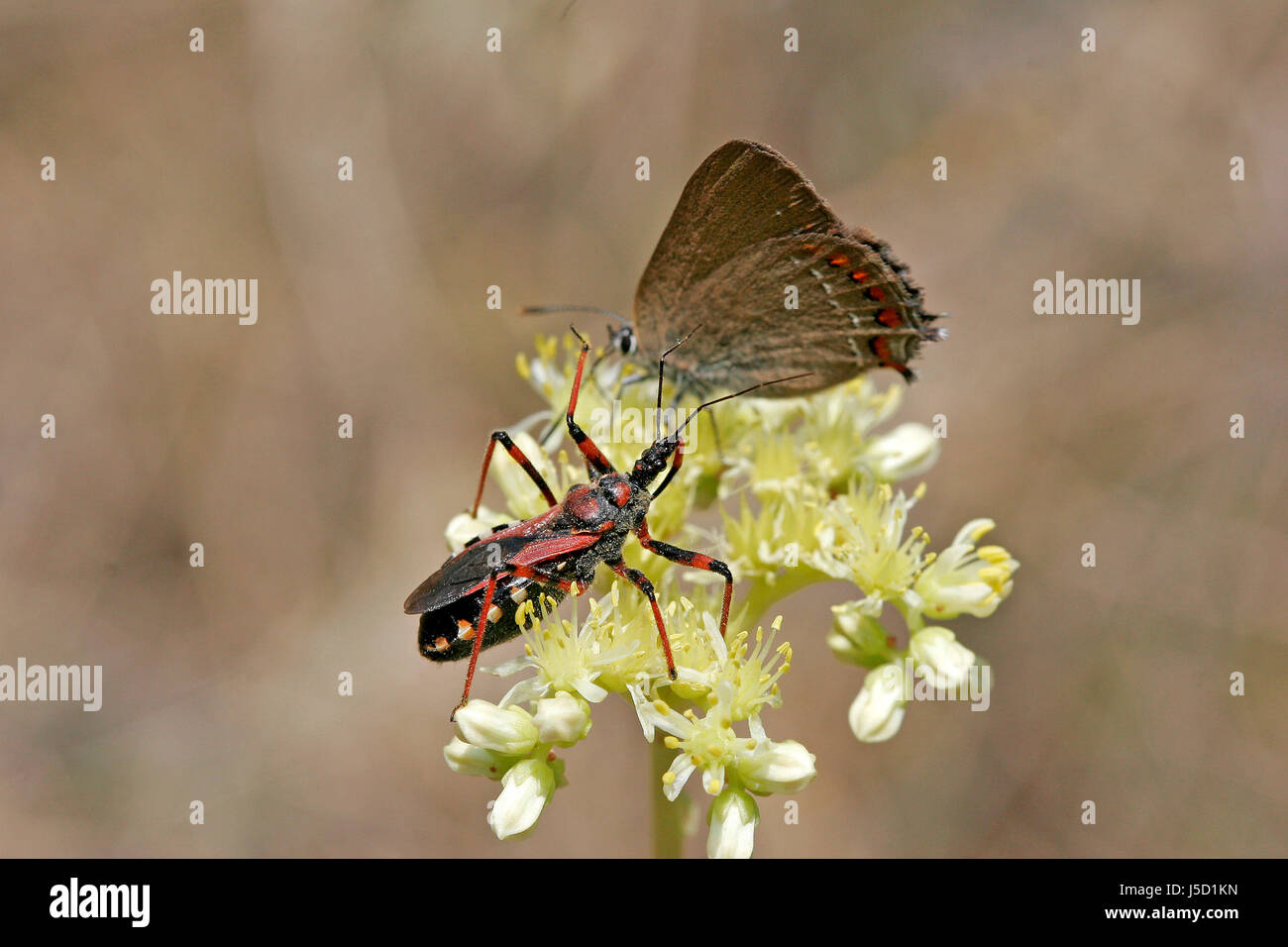 insects hunt prey booty bug bugs lurking hunting chase rhinocoris ...