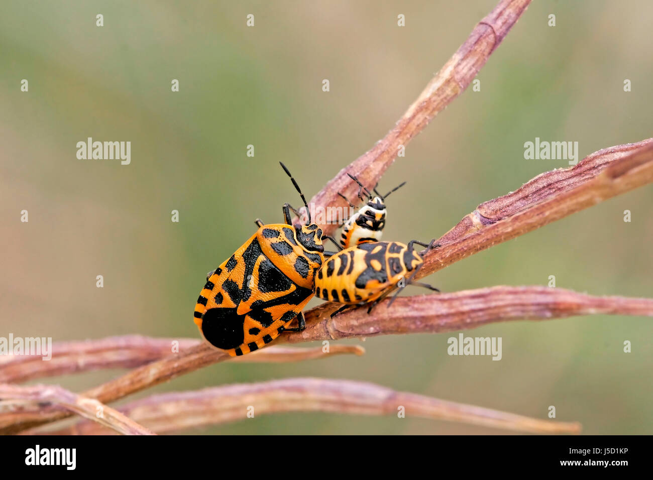 Wanzen larven hi-res stock photography and images - Alamy