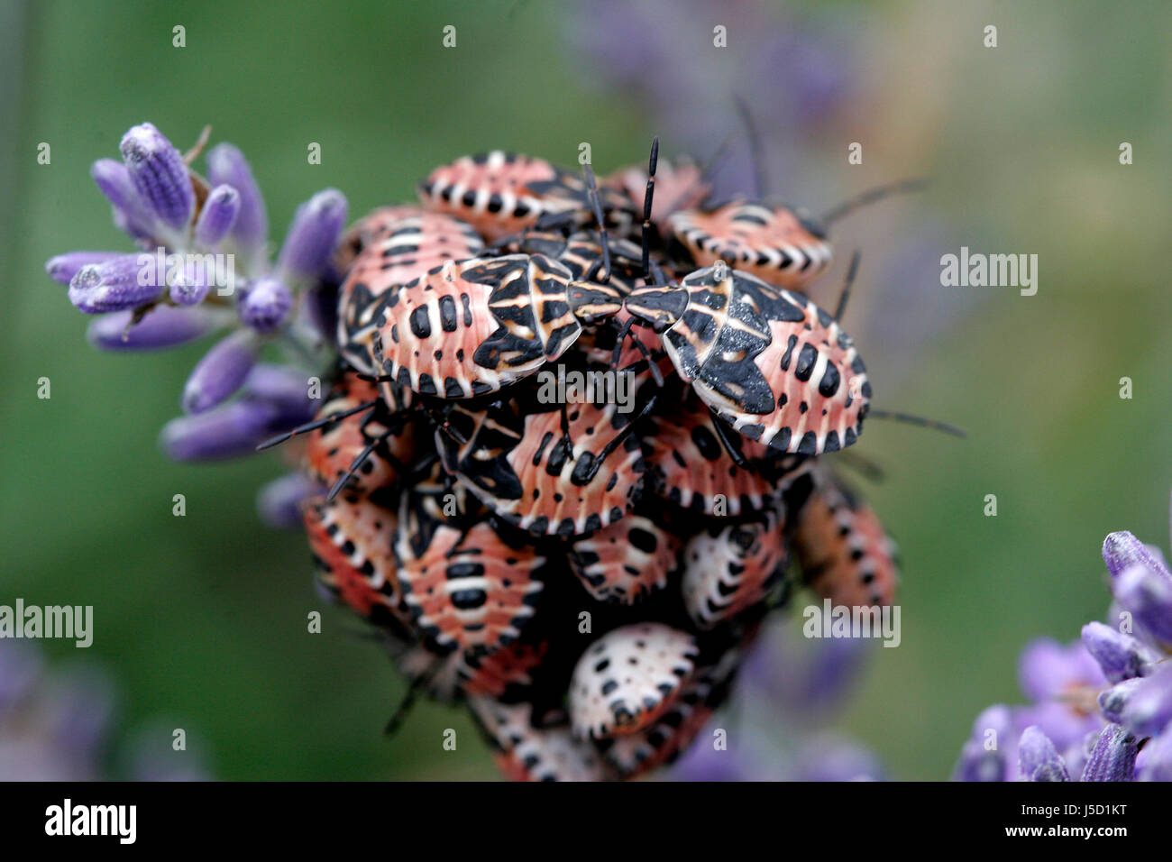 insects square pool accumulation protect protection bug bugs contactor ...