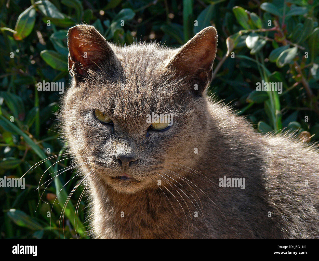 sad pets cats solitary bad peccant wickedly evil wildcat savaged set ...