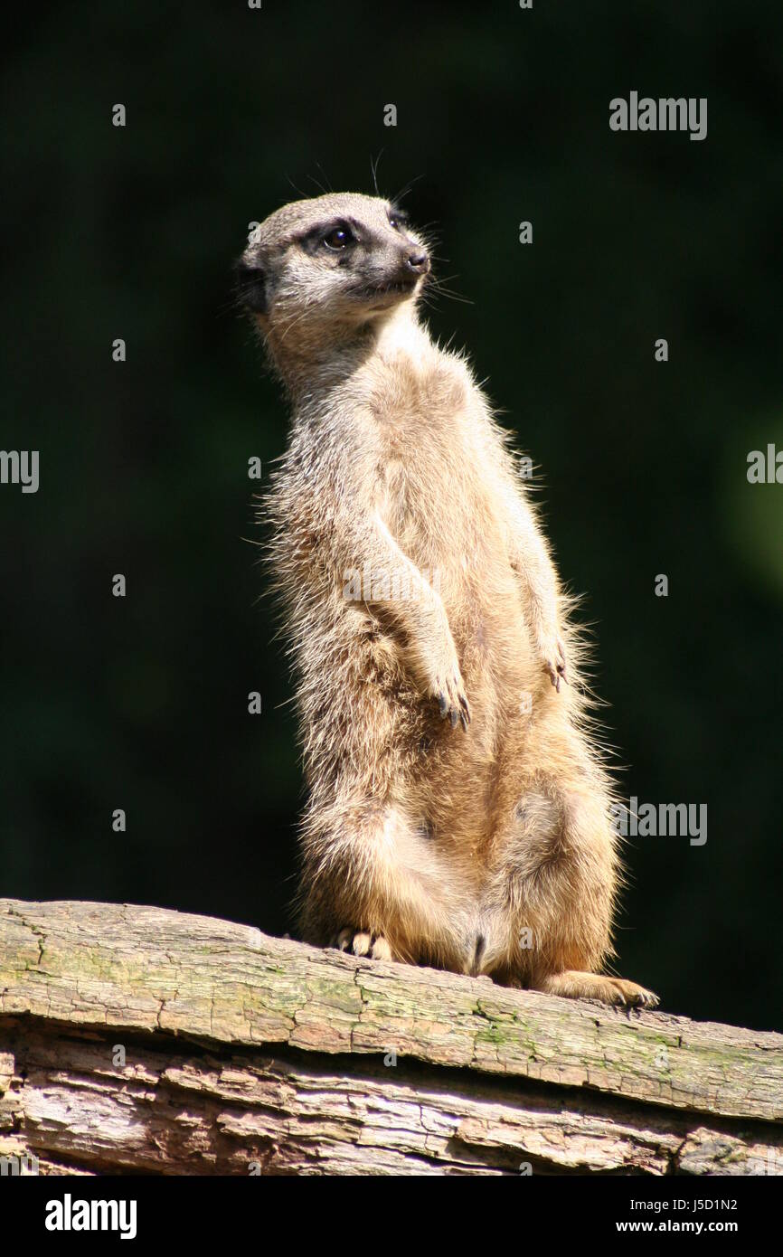 animal trunk look glancing see view looking peeking looking at search ...