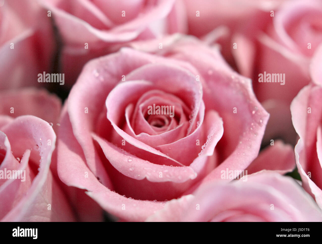 leaf feeling plant flower rose bloom blossom flourish flourishing ...
