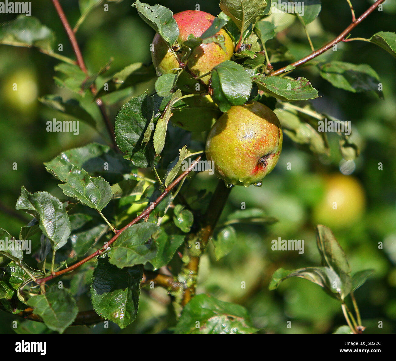 Raining apples hi-res stock photography and images - Alamy