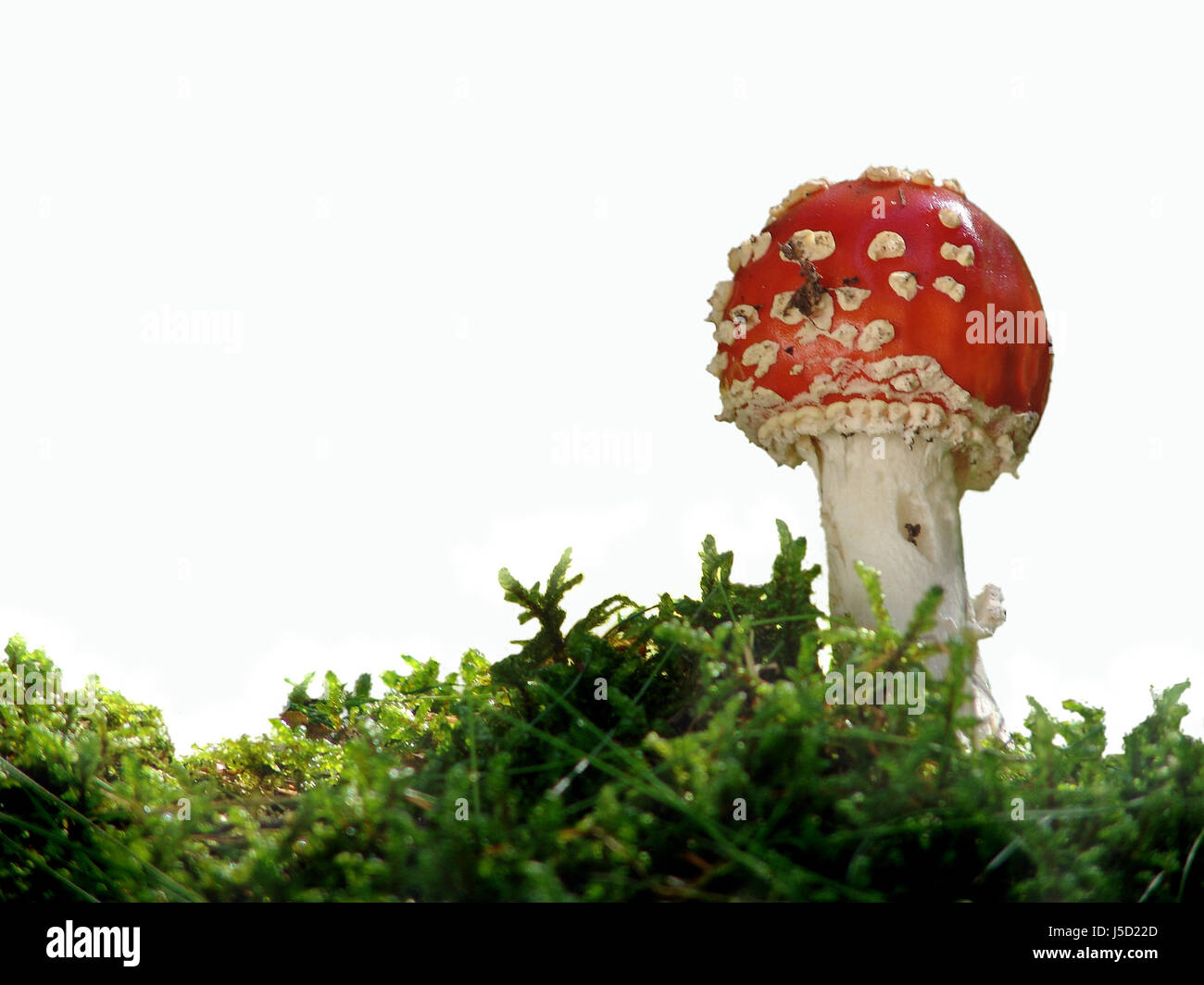 beautiful beauteously nice optional fly agaric poison mushrooms ...