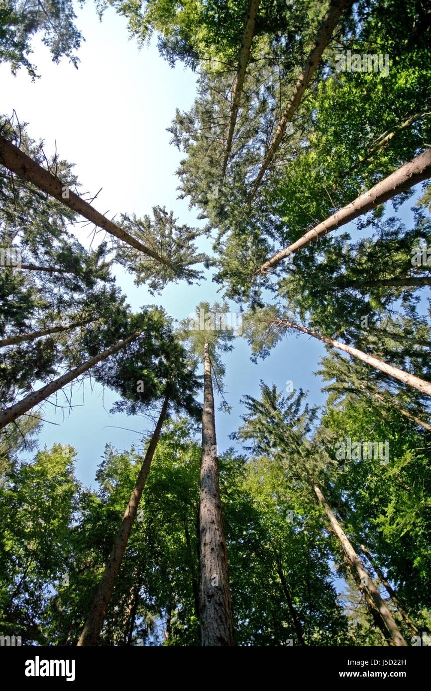 blue environment enviroment tree trees green room perspective prospect ...