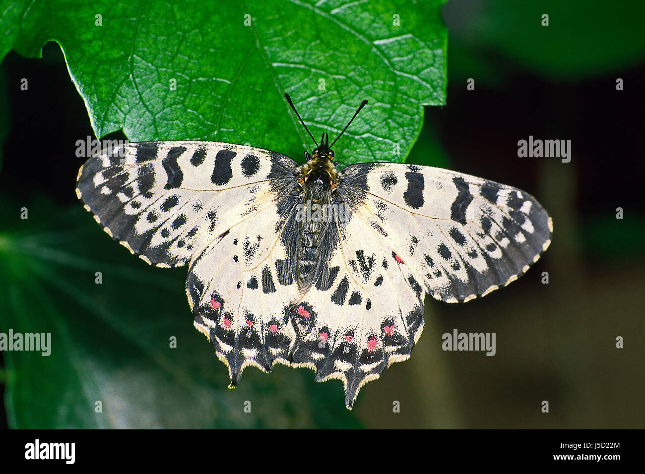 butterfly blank european caucasian tagfalter butterflie butterflies ...