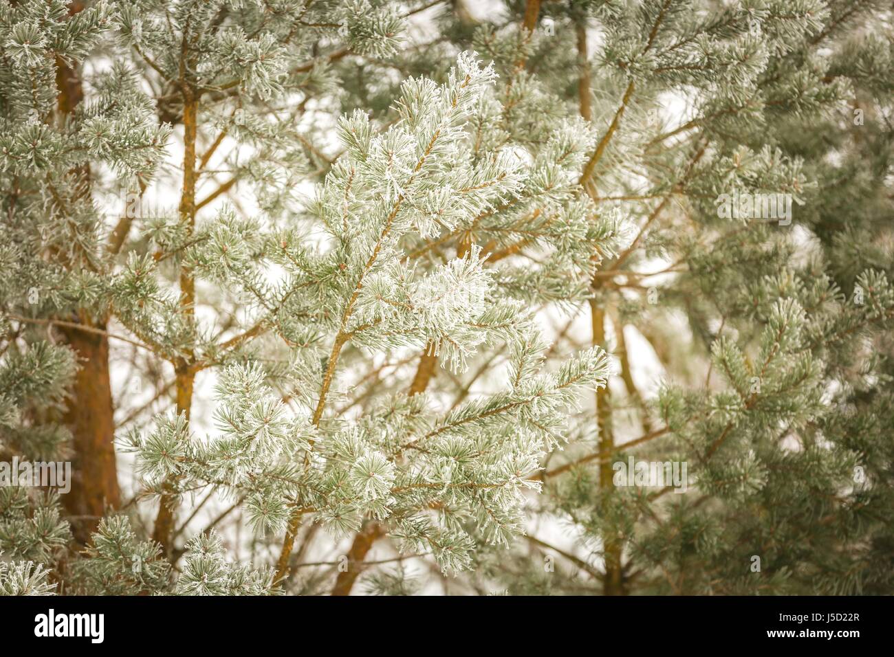 Pine tree branch with winter white rime. Hoarfrosted natural pine ...
