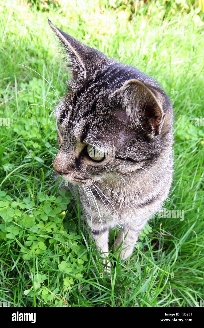 plant animal pet green curiosity curious nosey nosy animals pets wide ...