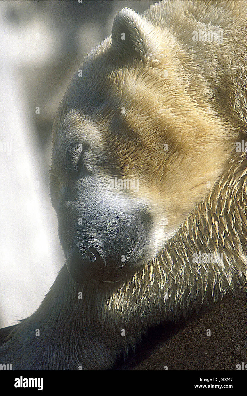 cold animals ice sleep sleeping mammals tired bears water nature ...