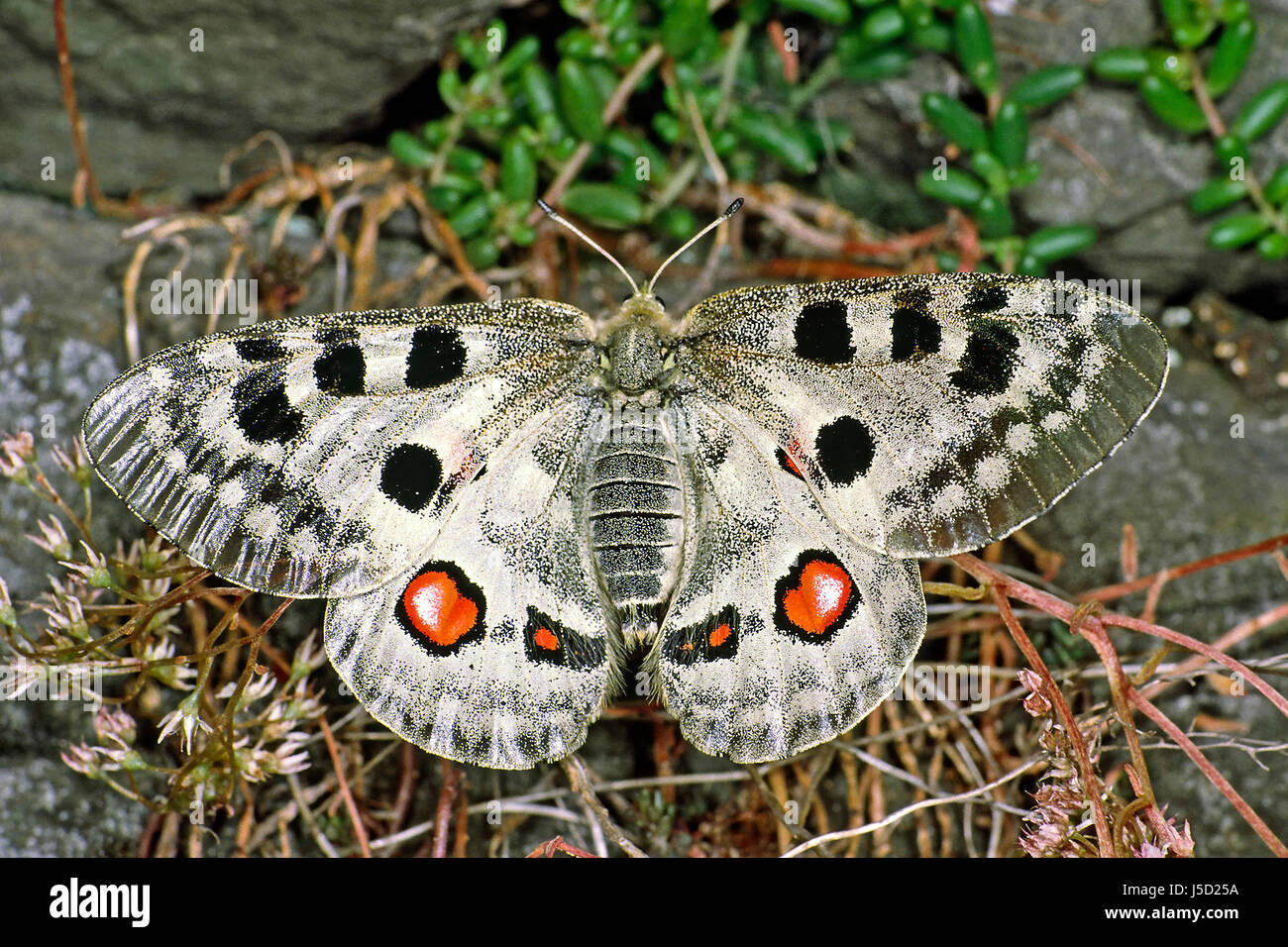 parnassius apollo viningensis,apollo,mosel-apollofalter Stock Photo - Alamy